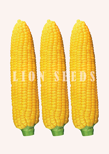 F1 SWEET CORN – LION SEEDS (INTERNATIONAL) CO., LTD.