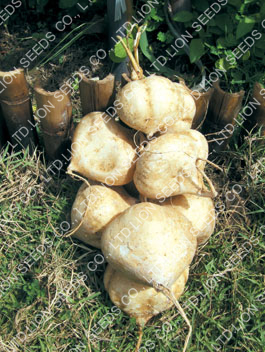 Yam Bean – LION SEEDS (INTERNATIONAL) CO., LTD.